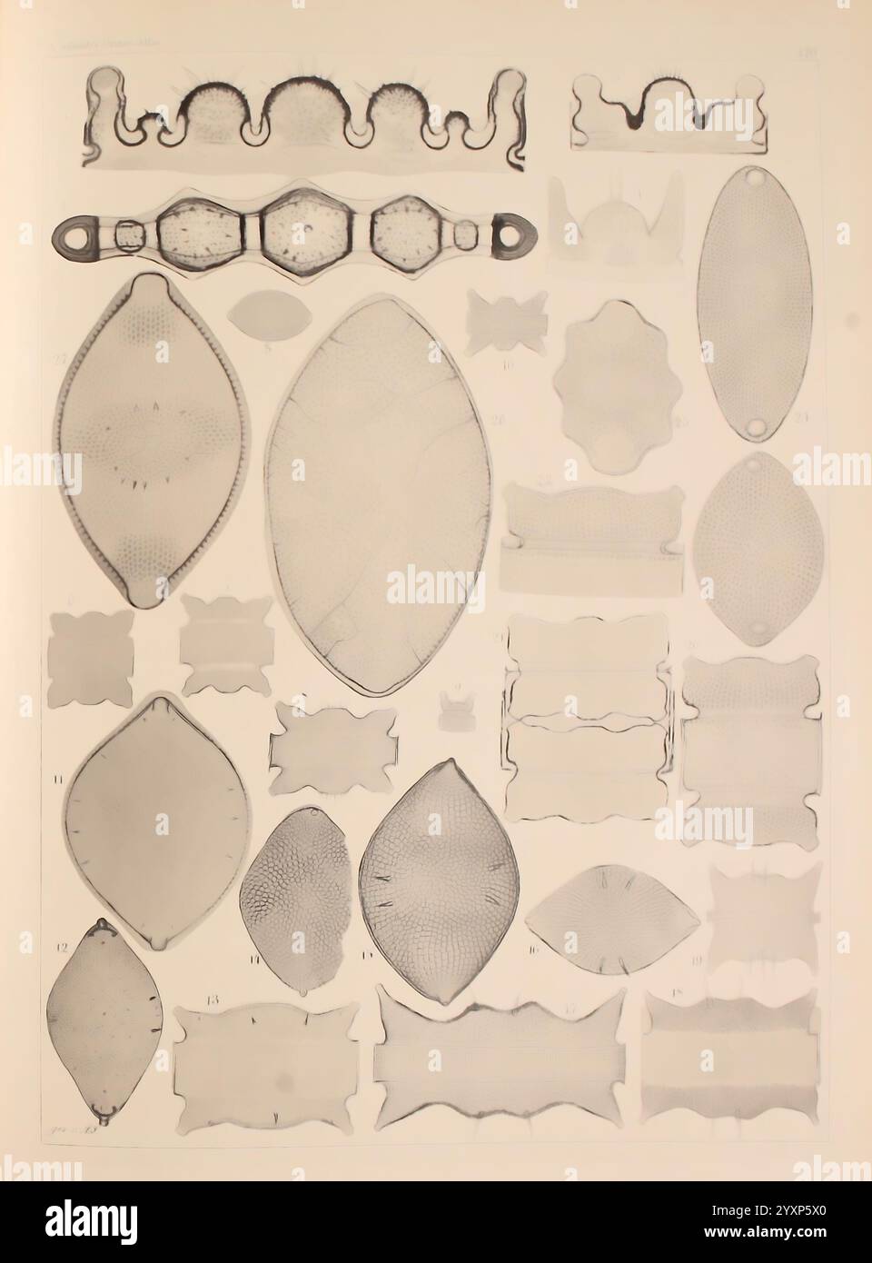 Fascinating biological processes hi-res stock photography and images ...