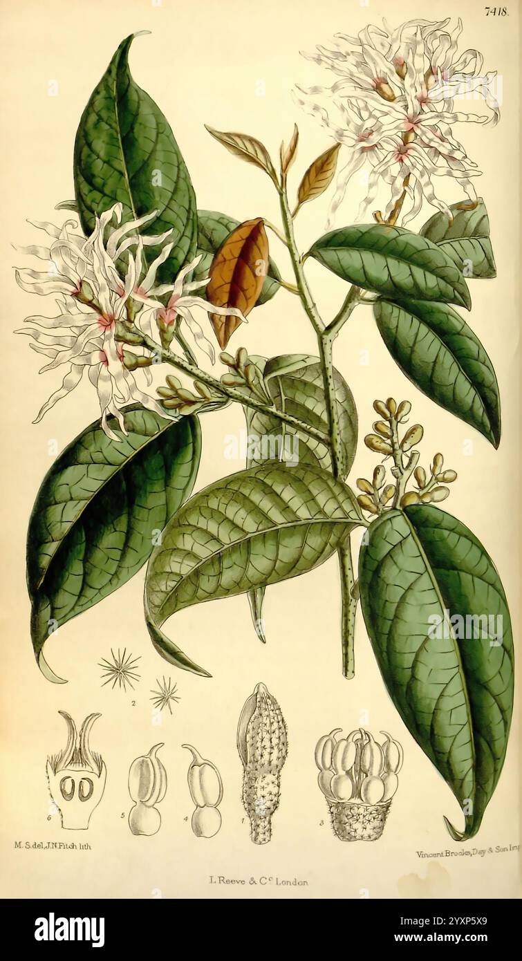 Detailed drawings showcase several plant structures hi-res stock ...