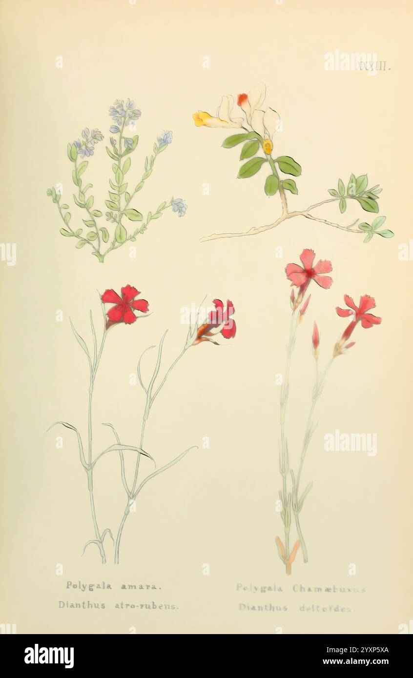 Appropriate botanical labels indicating hi-res stock photography and ...