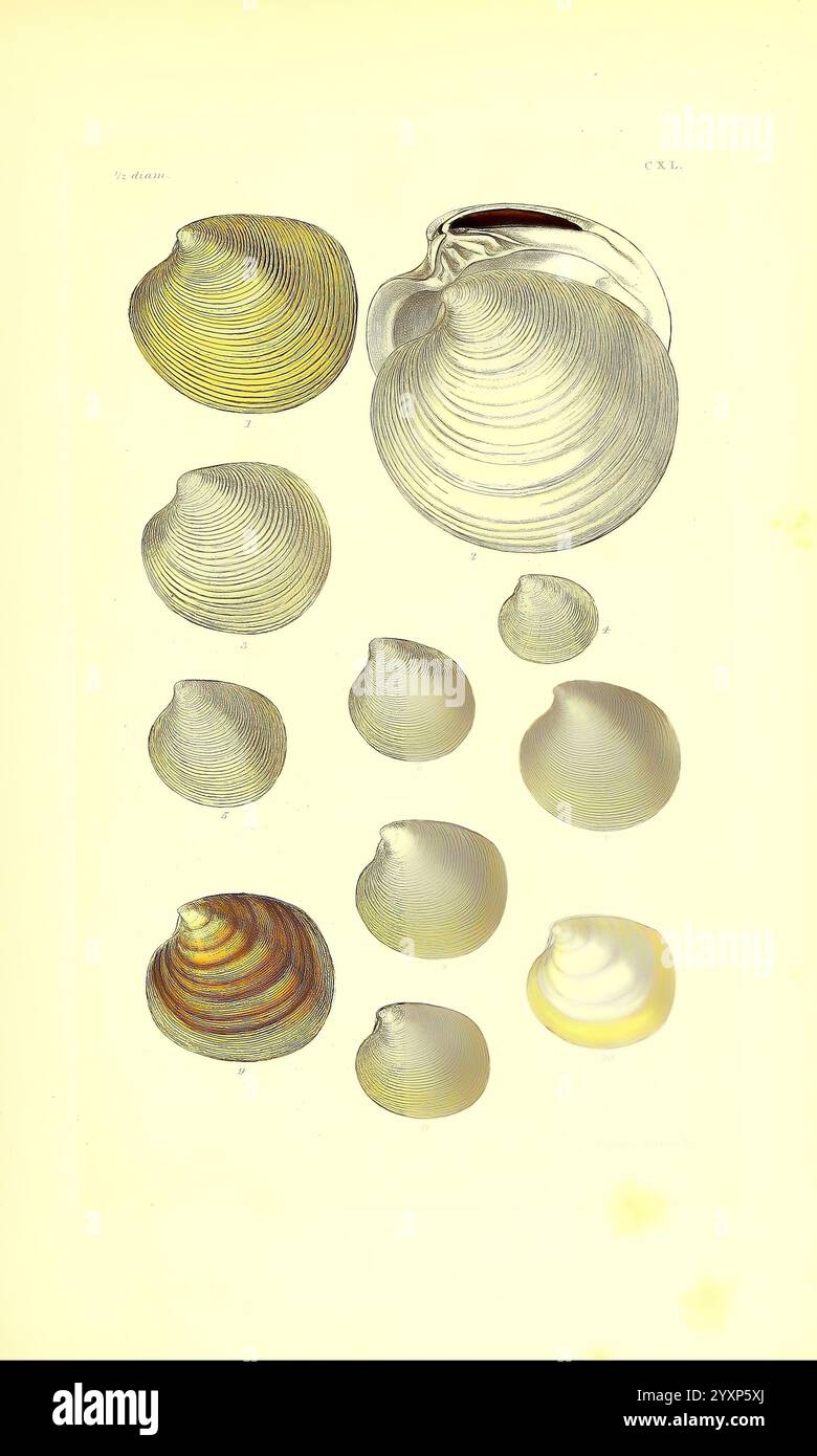 Thesaurus conchyliorum, or Monographs of genera of shells, London ...