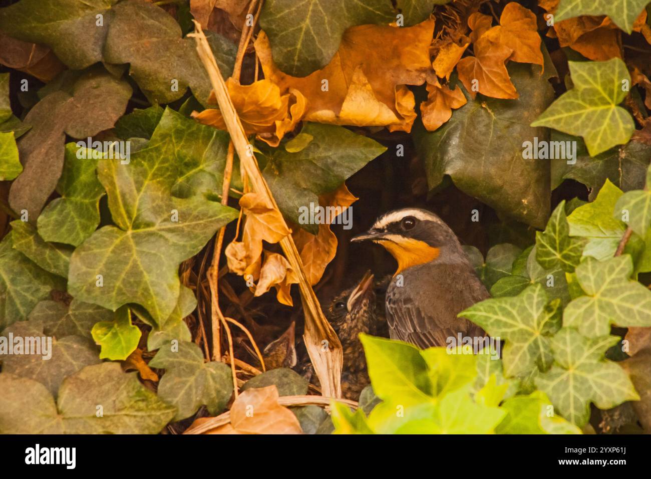 Female Cape Robin-Chat (Cossypha caffra) feeding her chick Stock Photo ...
