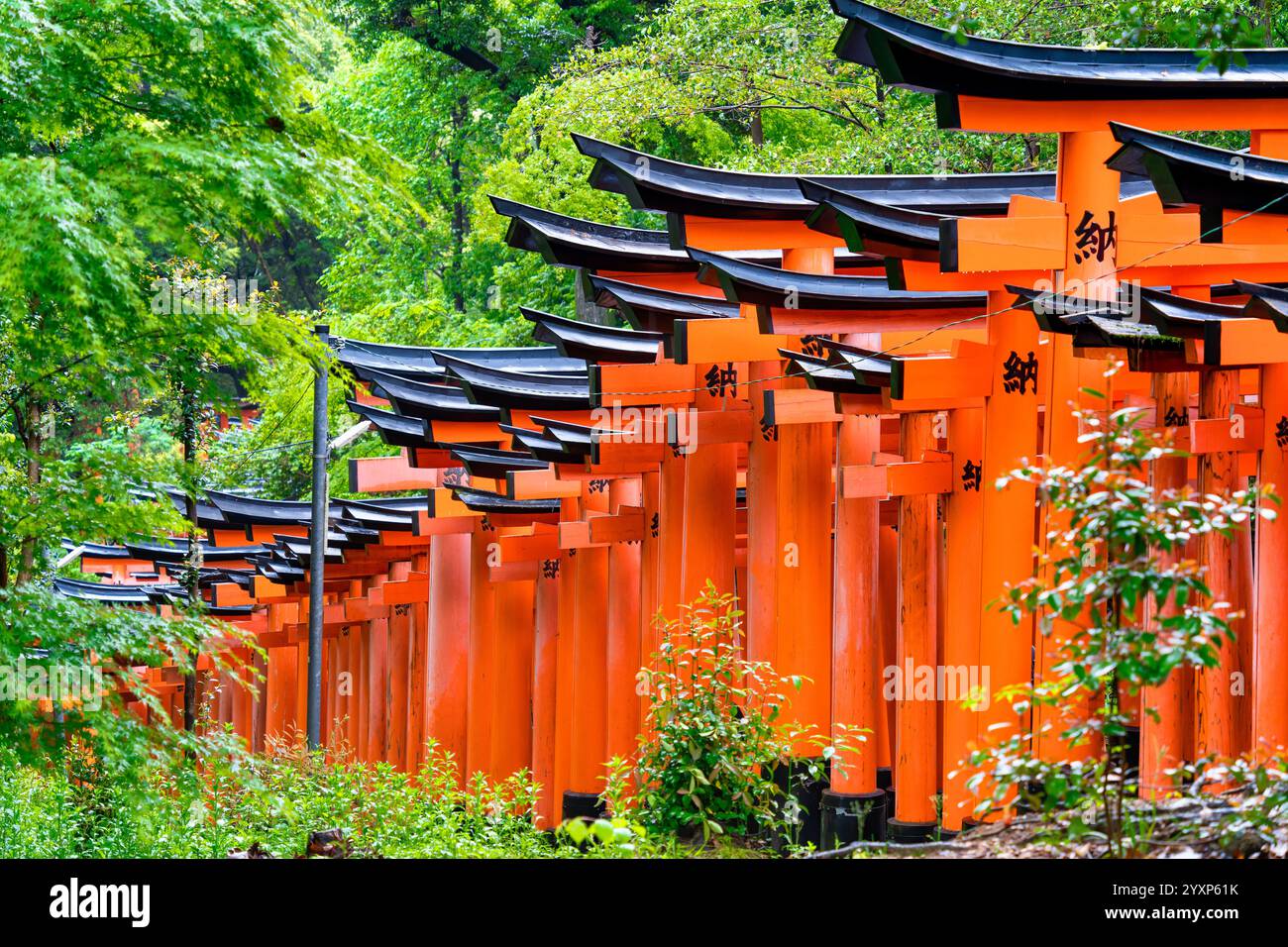 The torii gate covered walking path at Fushimi Inari Taisha temple in ...