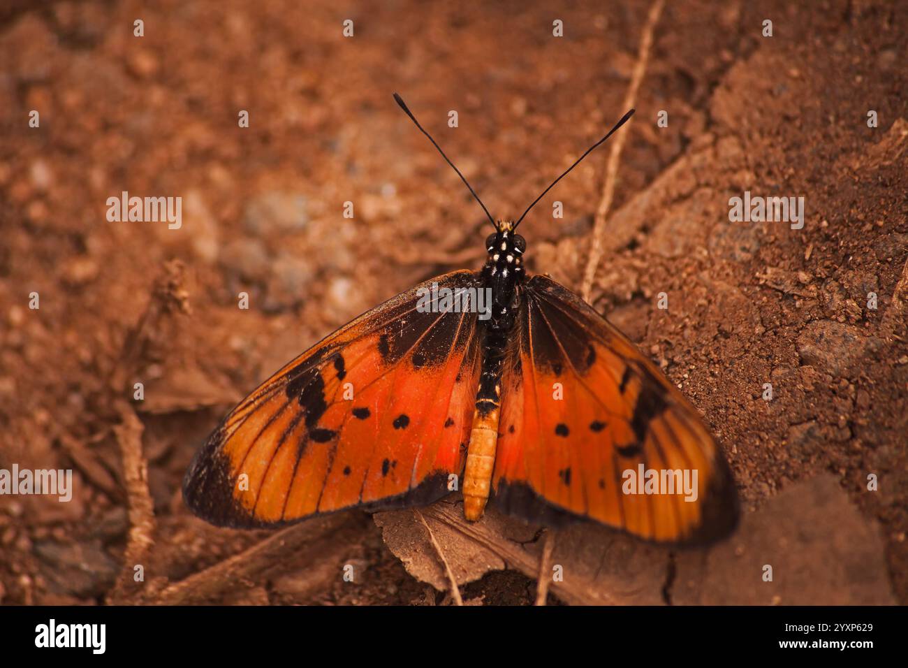 Natal Acrea (Acraea natalica) 16279 Stock Photo - Alamy