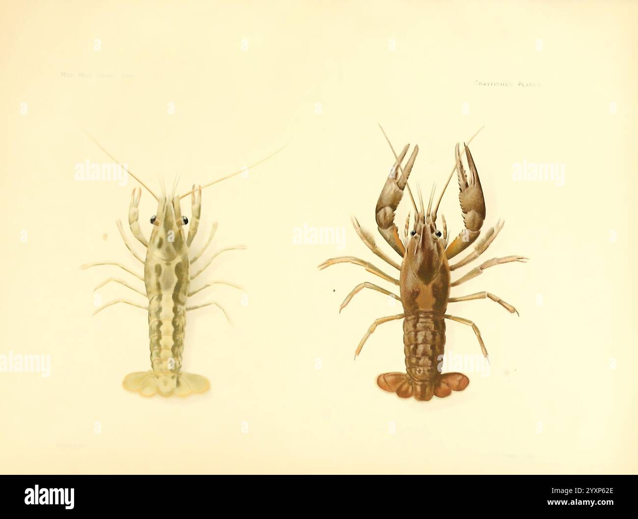 Notes on the crayfishes in the United States National Museum and the ...