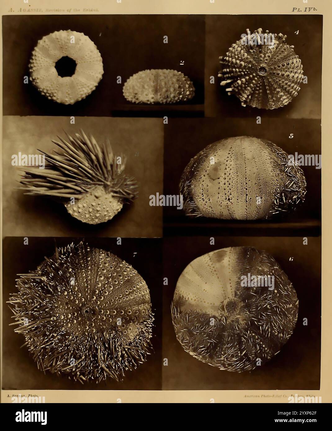 Revision of the Echini, Cambridge, Mass, University Press, 1872-1874 ...