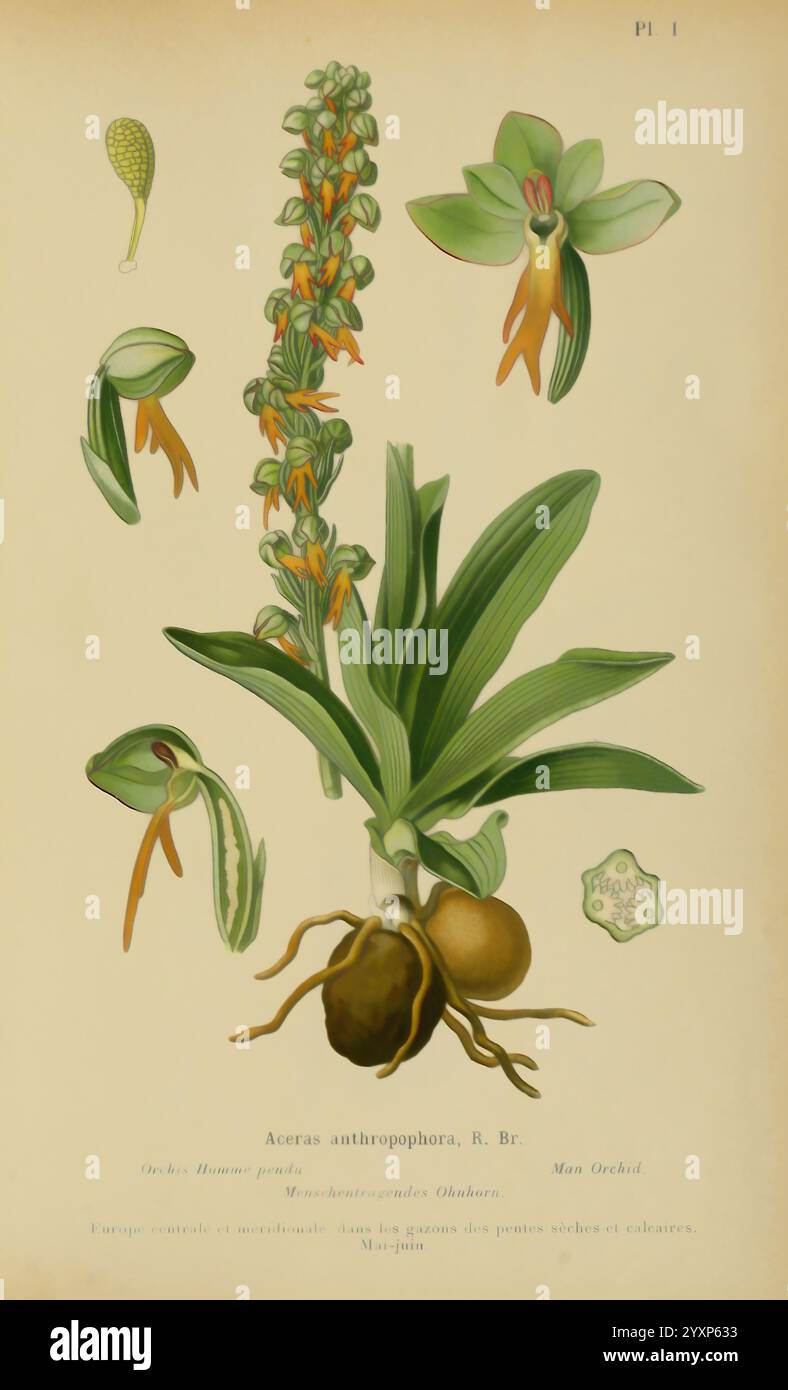 Orchid species aceras anthrophora hi-res stock photography and images ...