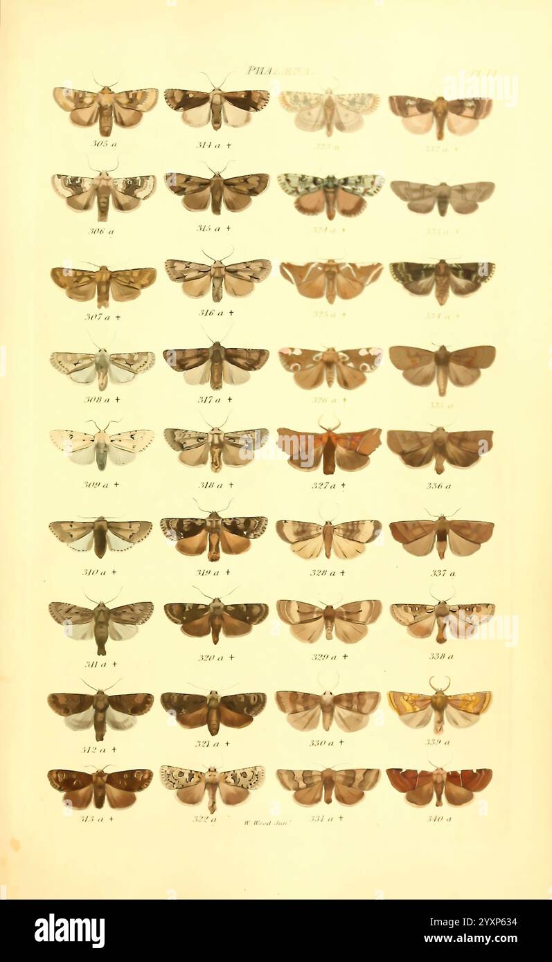 Row features several moths hi-res stock photography and images - Alamy