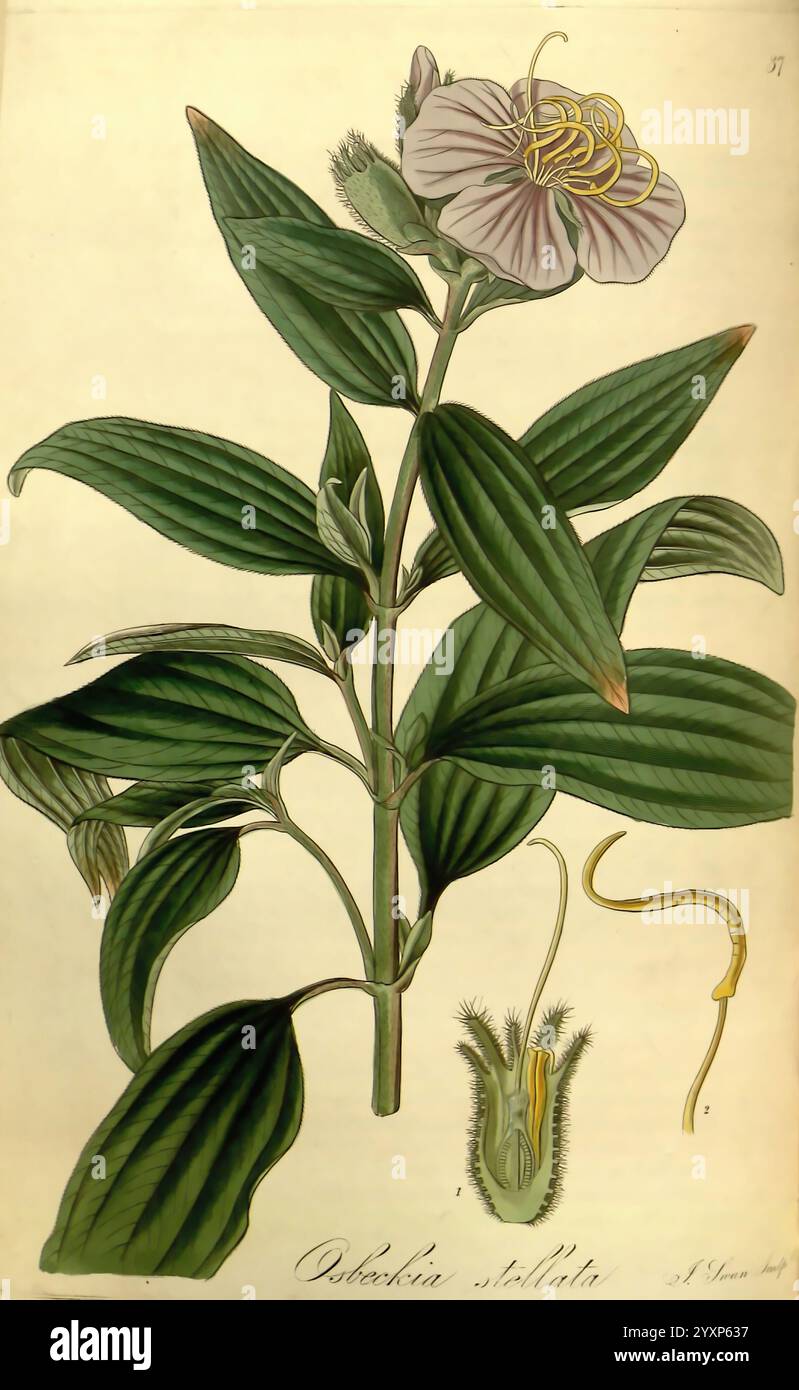 Exotic flora, Edinburgh, Printed for W. Blackwood, 1823-27, 19th ...