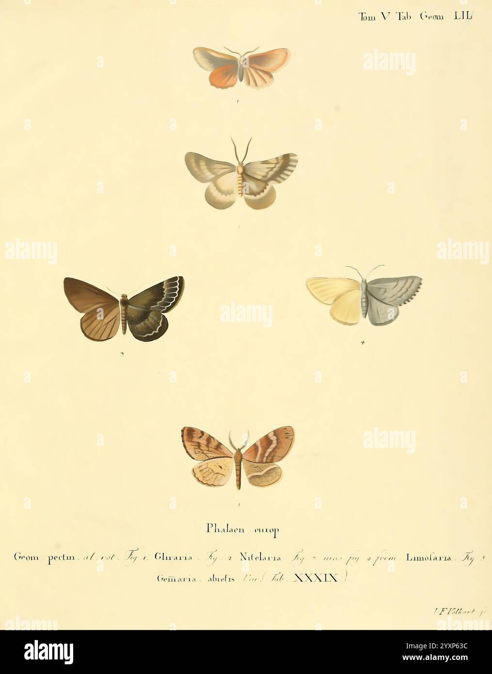 Fourth species stands hi-res stock photography and images - Alamy