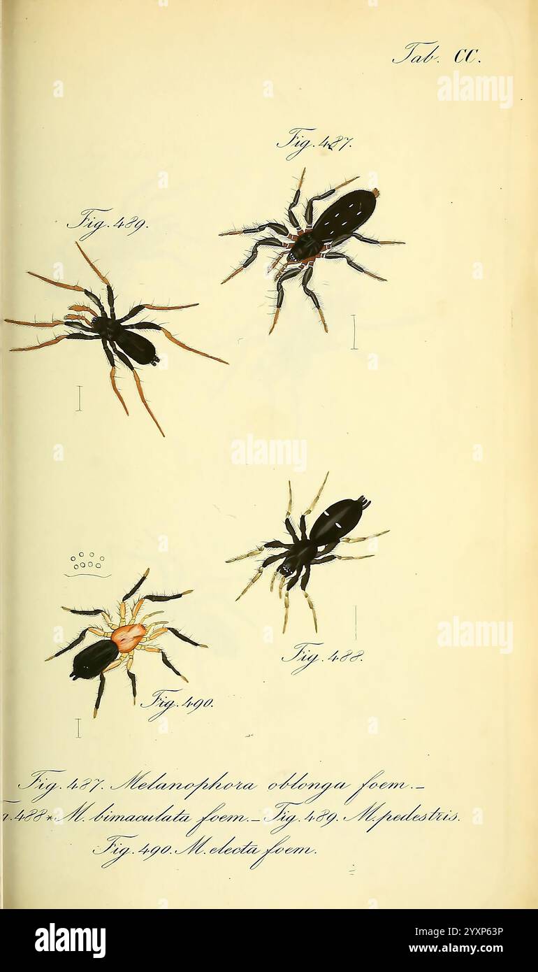 Provides scientific classifications hi-res stock photography and images ...