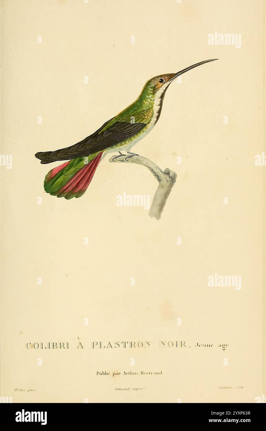 Colibri a plastron noir hi-res stock photography and images - Alamy