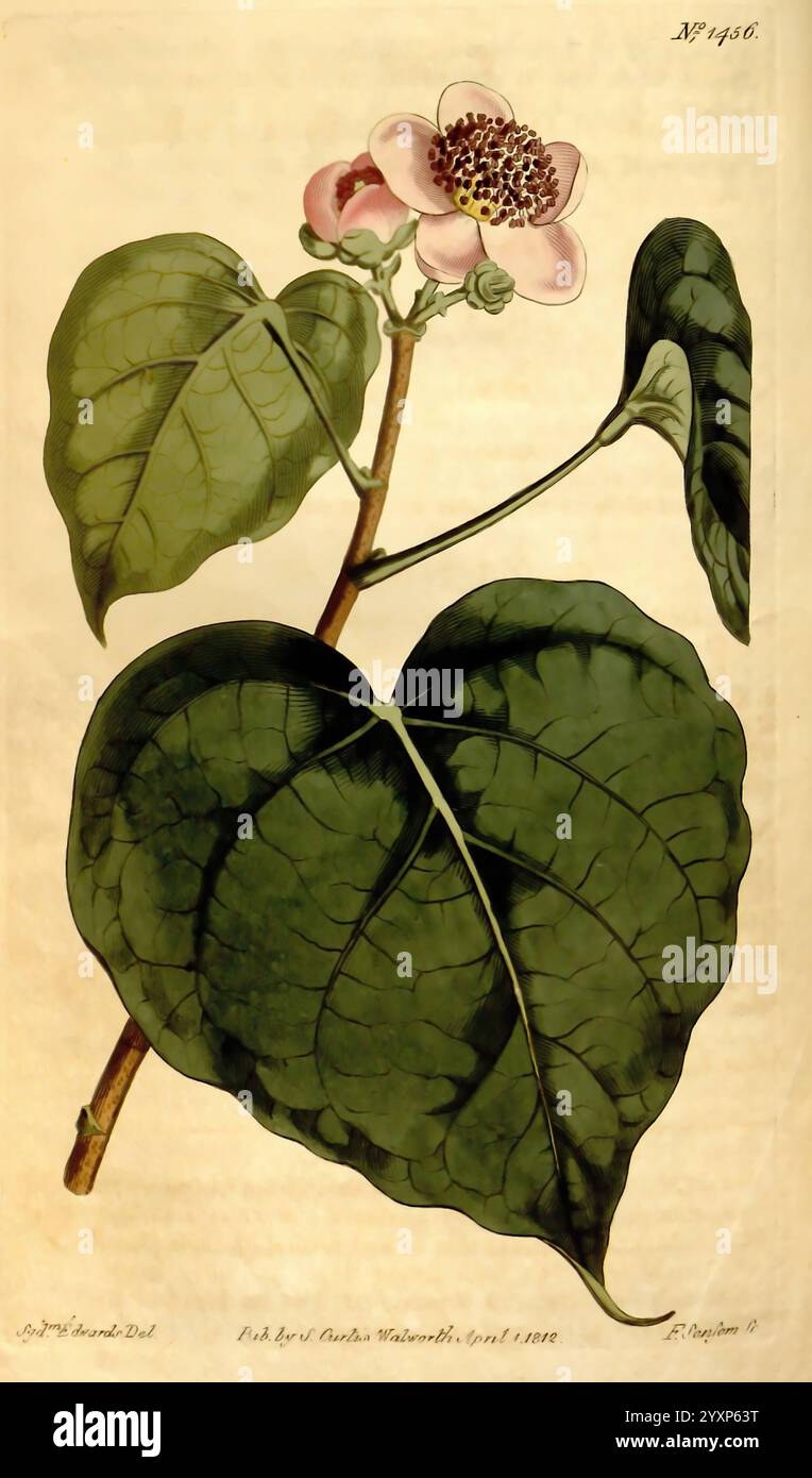 Family bixaceae hi-res stock photography and images - Alamy