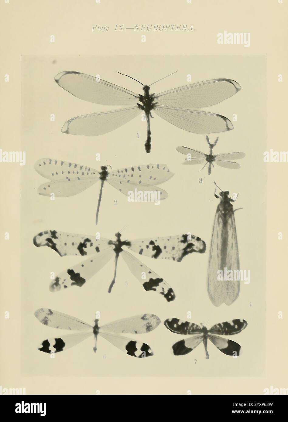 Australian, insects, Sydney, W. Brooks 1907, Australia, insects ...