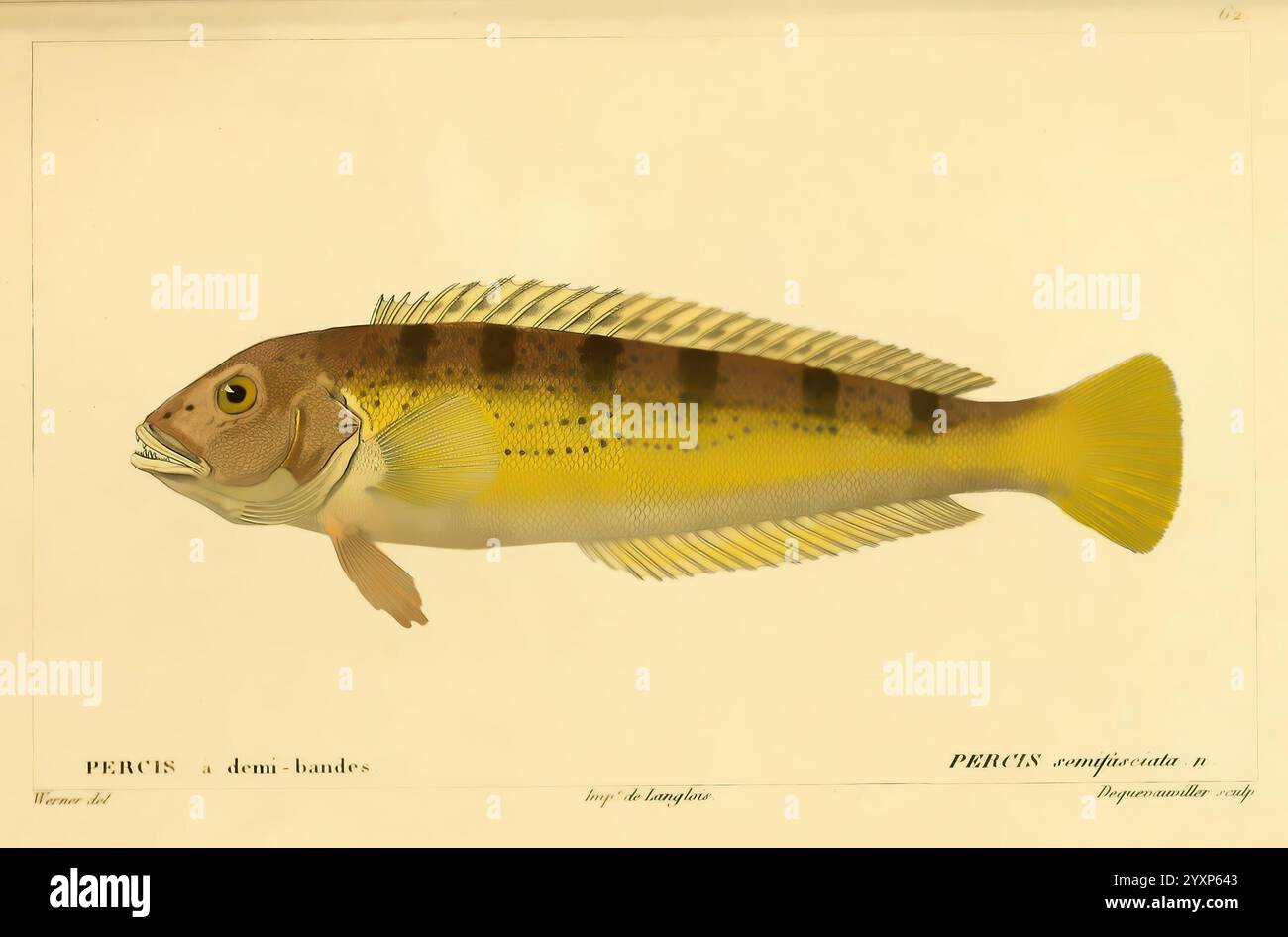 Body transitions hi-res stock photography and images - Alamy