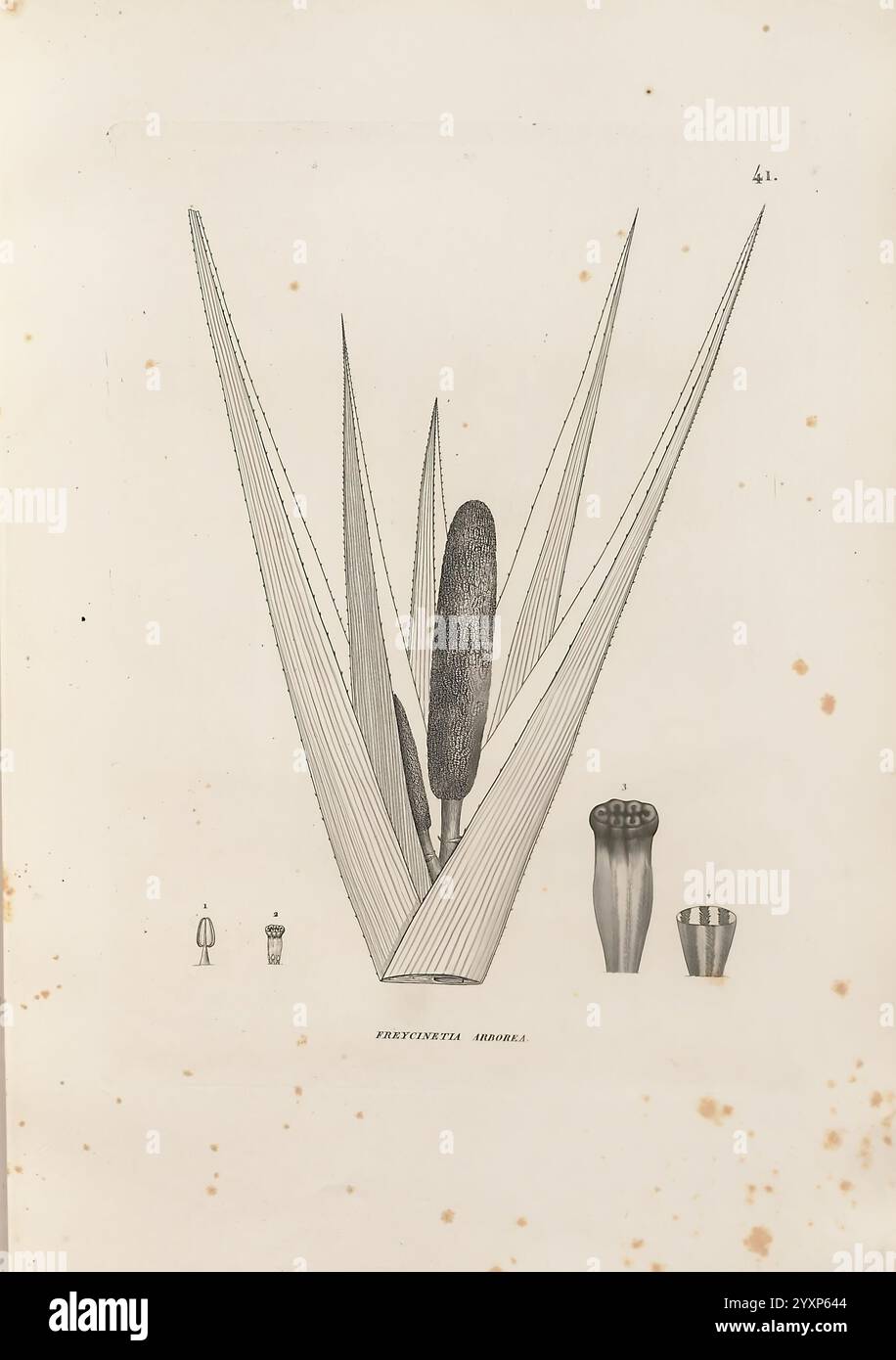 Central cylindrical flower spike hi-res stock photography and images ...