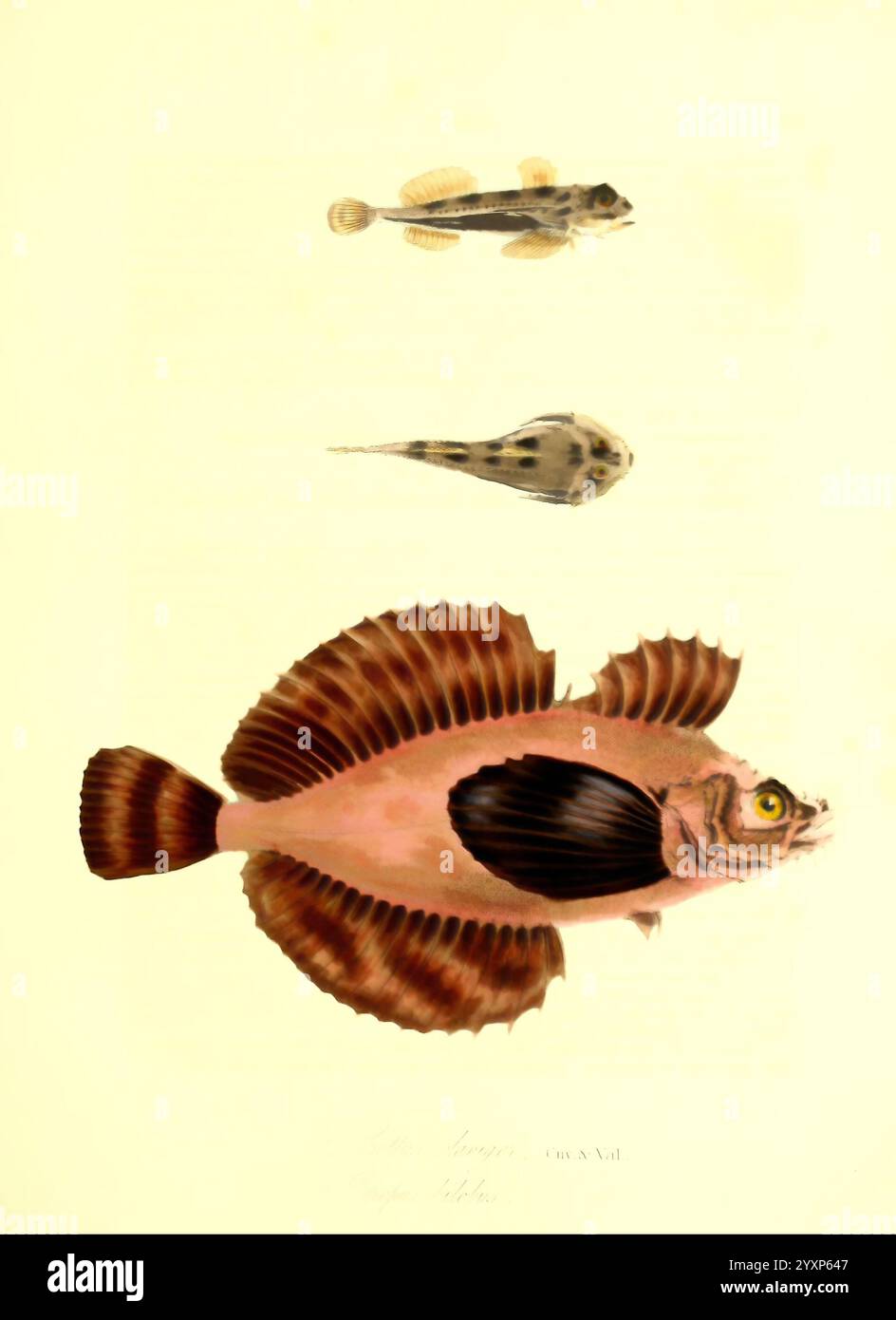 The, zoology, of, Captain, Beechey's, voyage, London, H.G, Bohn, 1839 ...