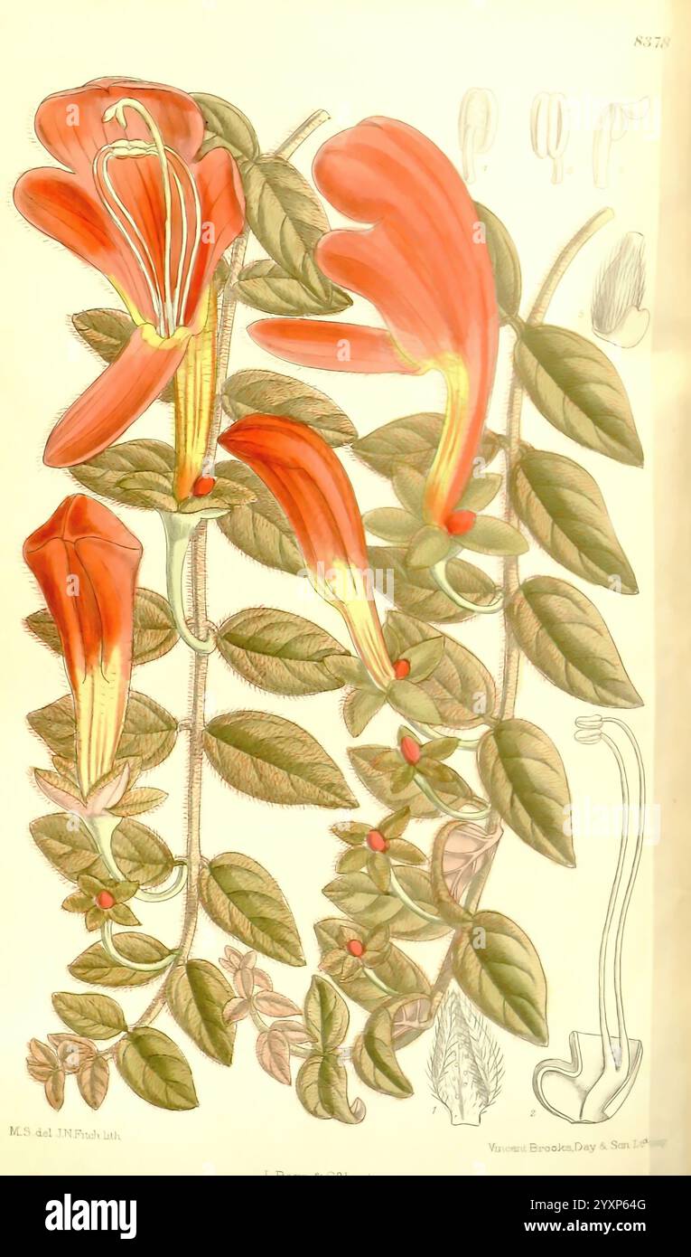 Curtis's Botanical Magazine, London, New York, botanical illustration ...