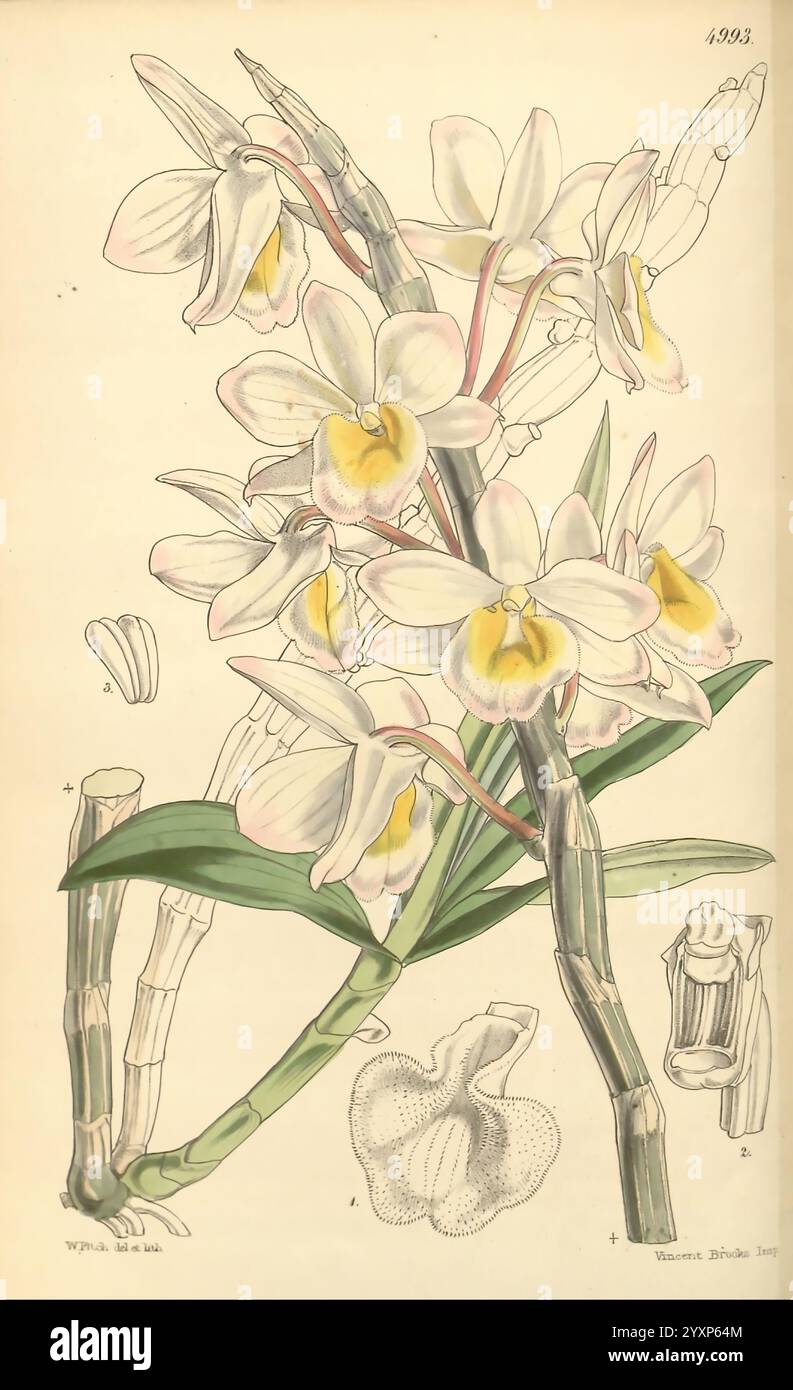 Additional depictions of flower anatomy hi-res stock photography and ...