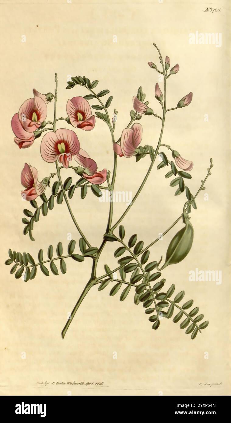 Curtis's Botanical Magazine London New York etc. botanical illustration ...