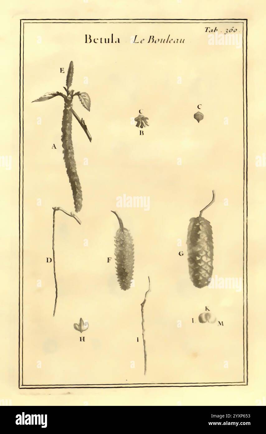 Joseph Pitton de Tournefort, Institutiones rei herbariae, Parisiis, E ...