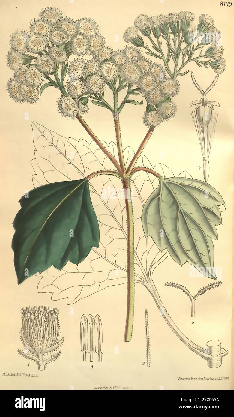 Curtis's Botanical Magazine London New York botany periodicals ...