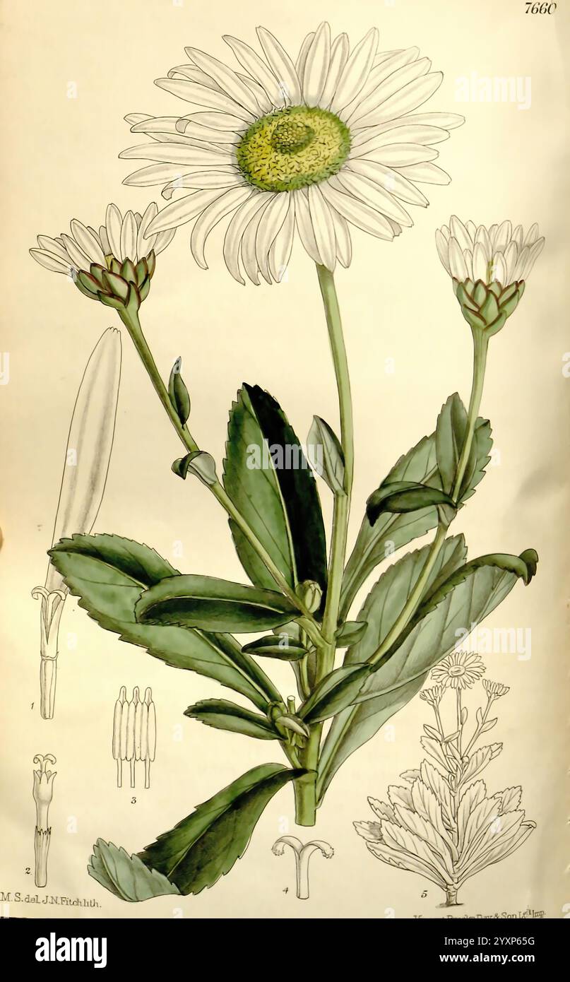 Curtis's Botanical Magazine, London, New York, botanical illustration ...