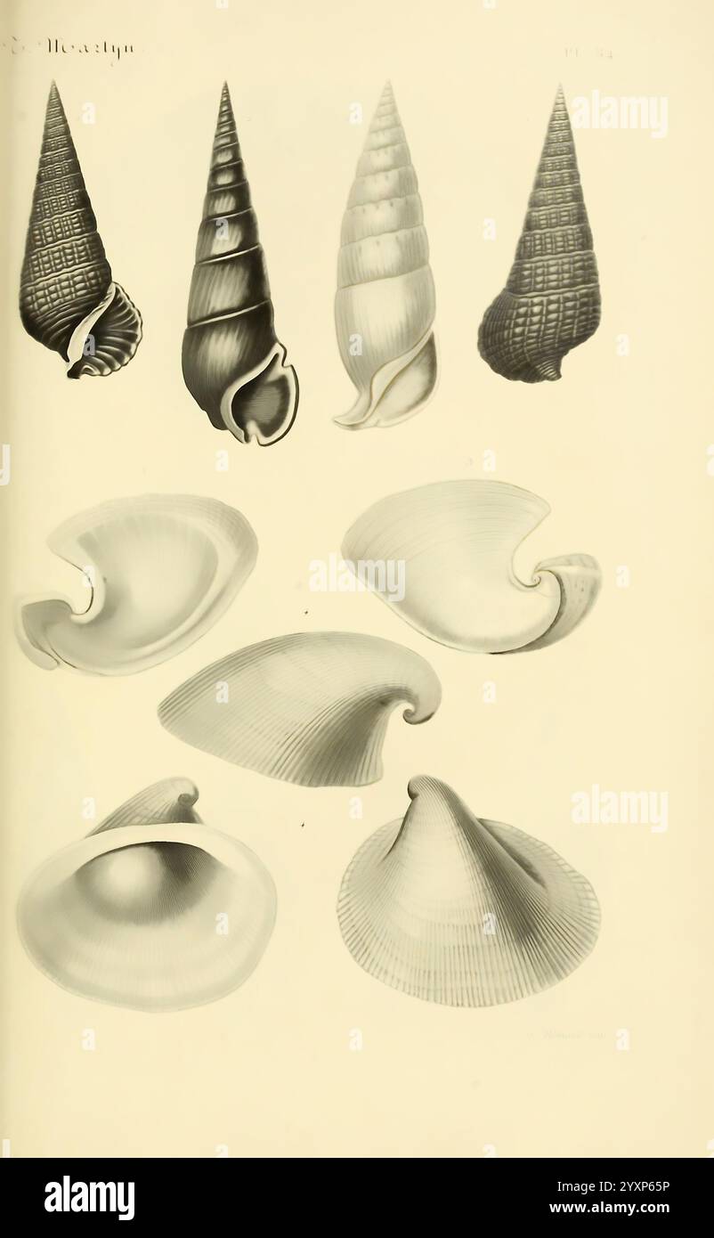 Upper section features five unique spiral shells hi-res stock ...