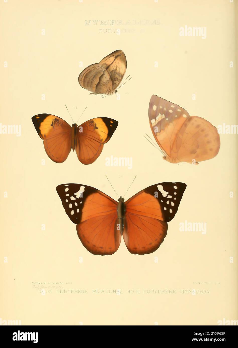 Bottom butterfly stands hi-res stock photography and images - Alamy