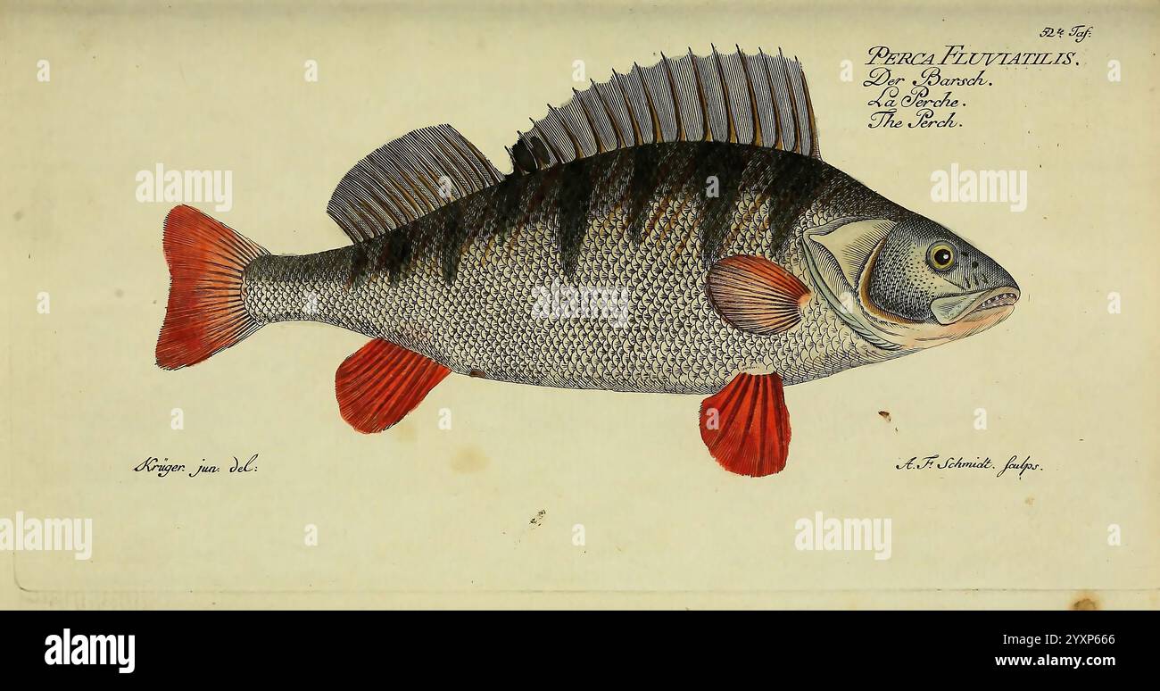 Family percidae hi-res stock photography and images - Alamy