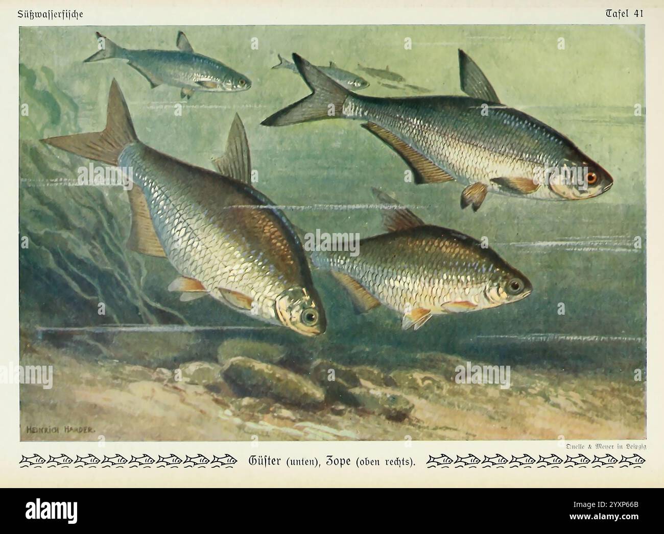 Positioned mid swim hi-res stock photography and images - Alamy