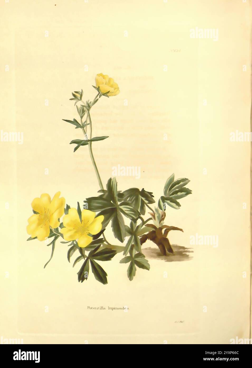 Plant maravilla supinor hi-res stock photography and images - Alamy