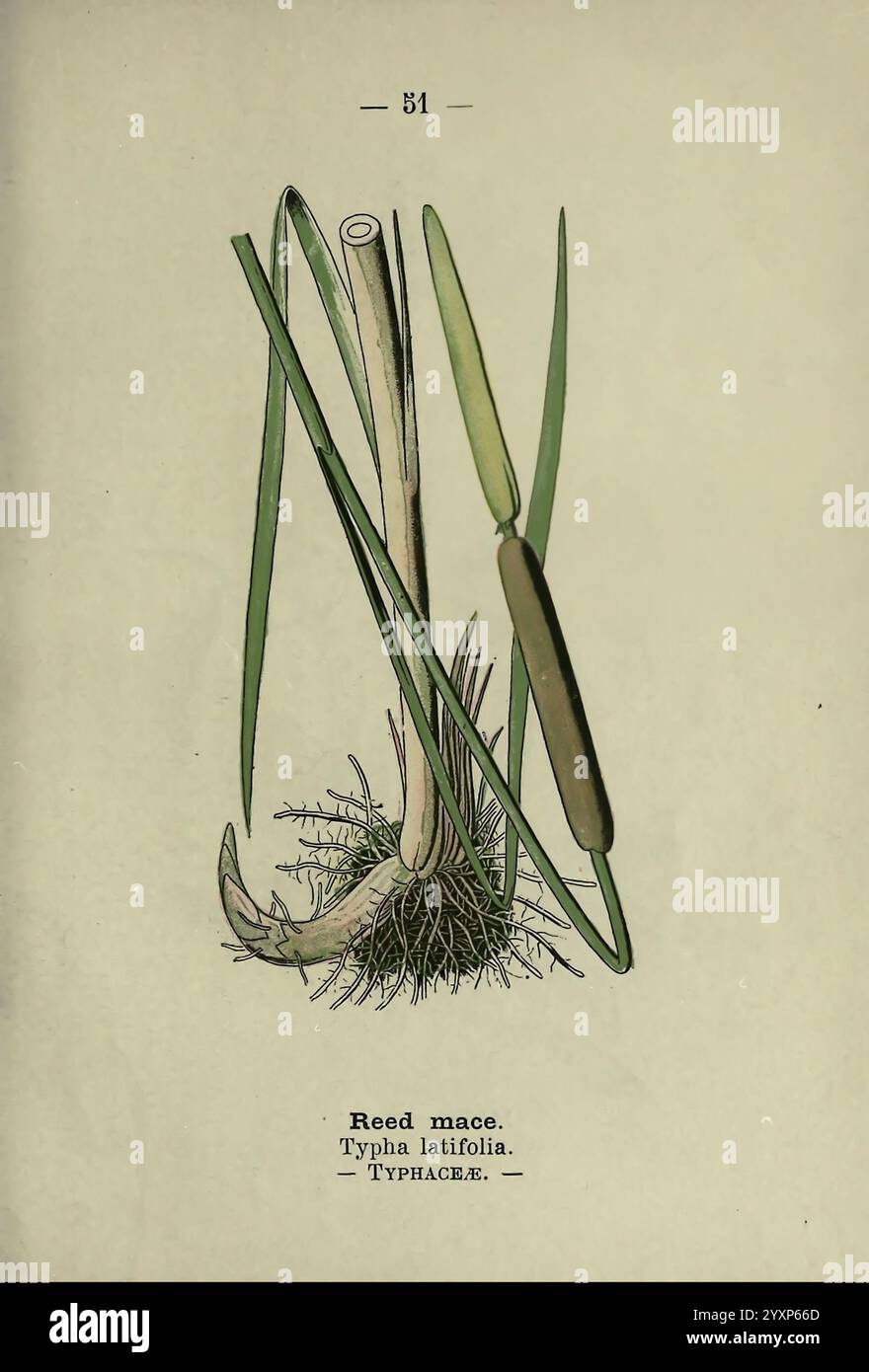 Prominent root base hi-res stock photography and images - Alamy