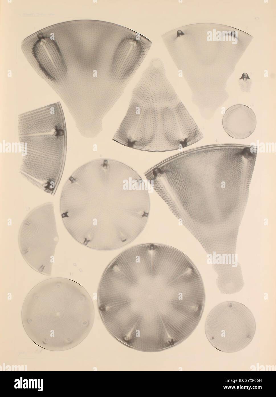 Multiple diatom forms hi-res stock photography and images - Alamy