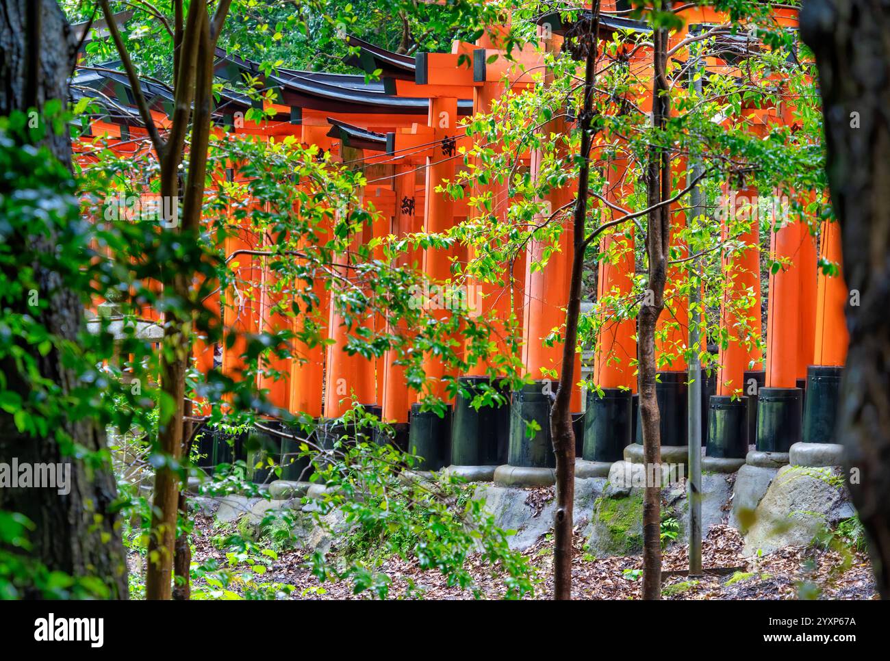 The torii gate covered walking path at Fushimi Inari Taisha temple in ...