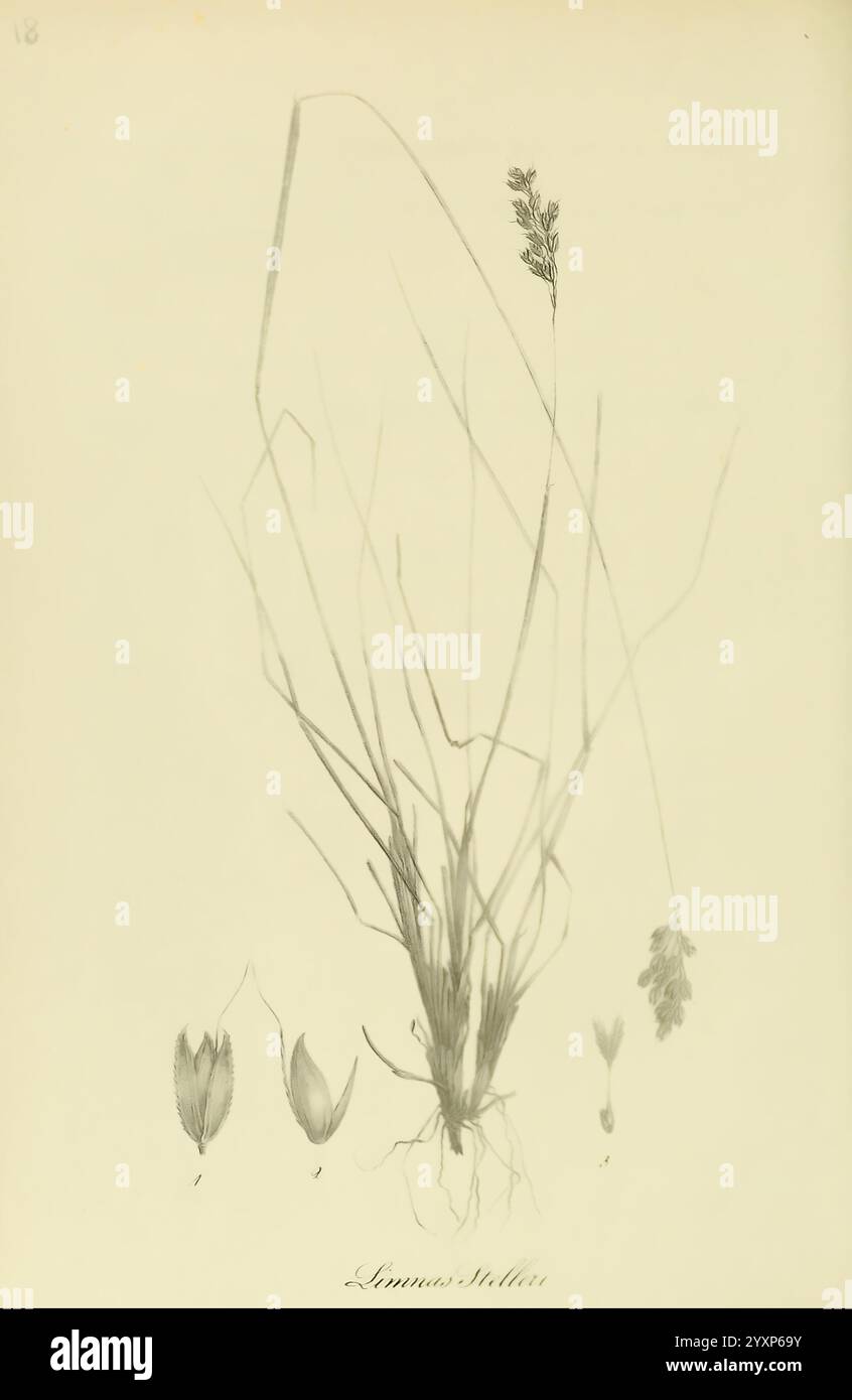 Labeled botanical drawings hi-res stock photography and images - Alamy