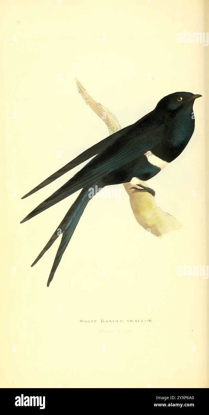 Distinct coloration across wings hi-res stock photography and images ...