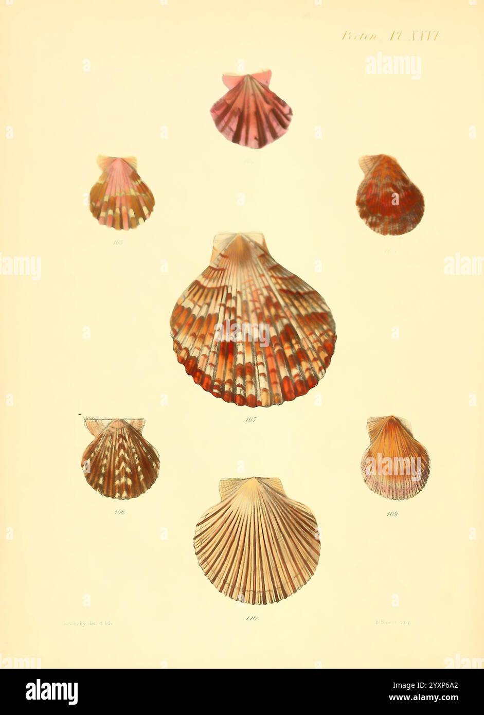 Conchologia iconica, or Illustrations of the Shells of Molluscous ...