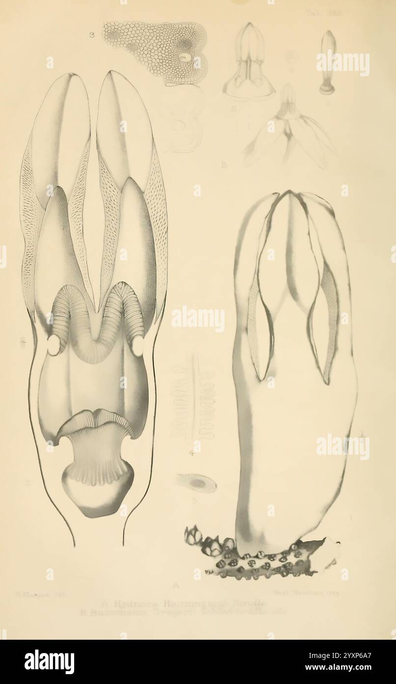 Squid Beak Diagram