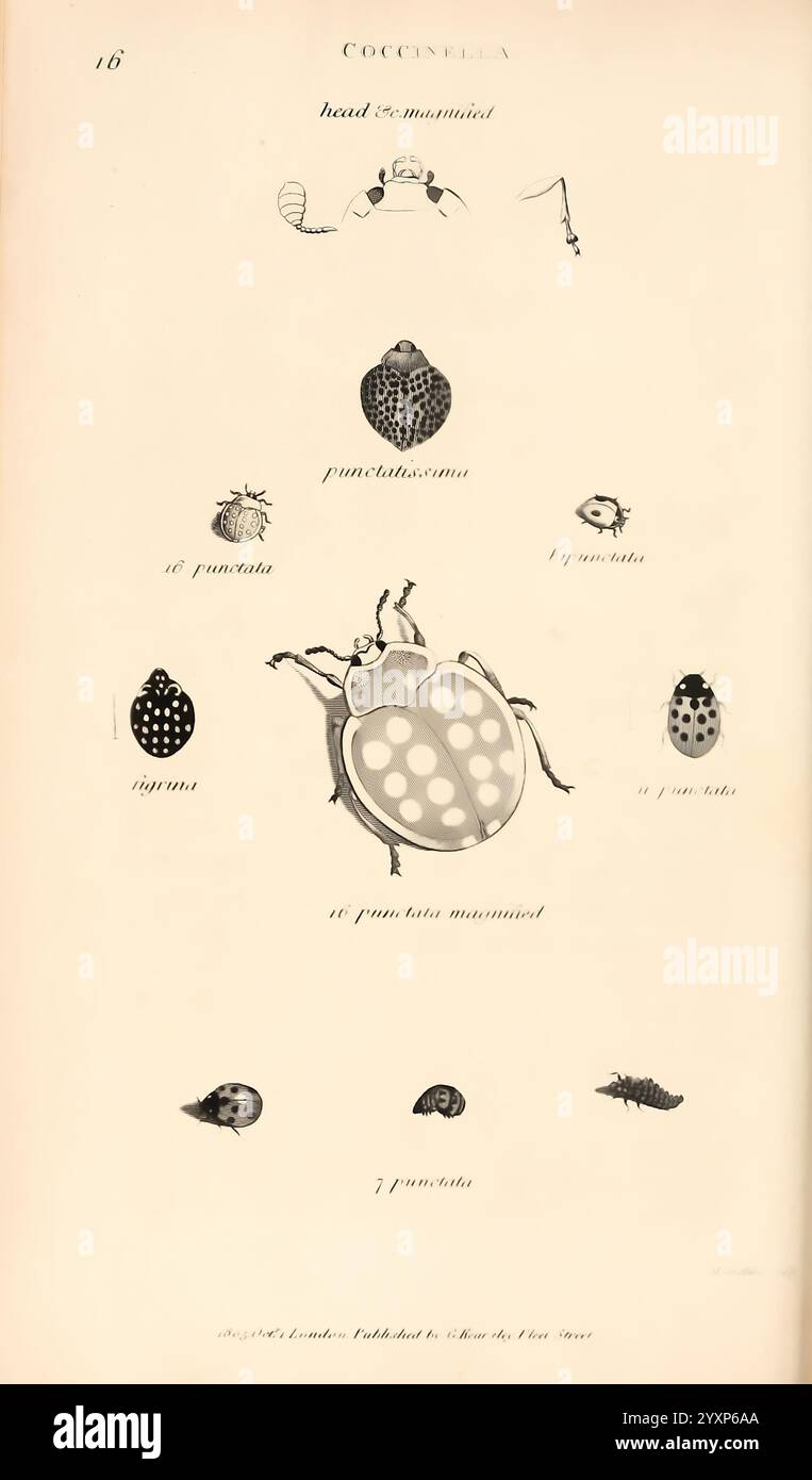 Pictorial insect guides hi-res stock photography and images - Alamy