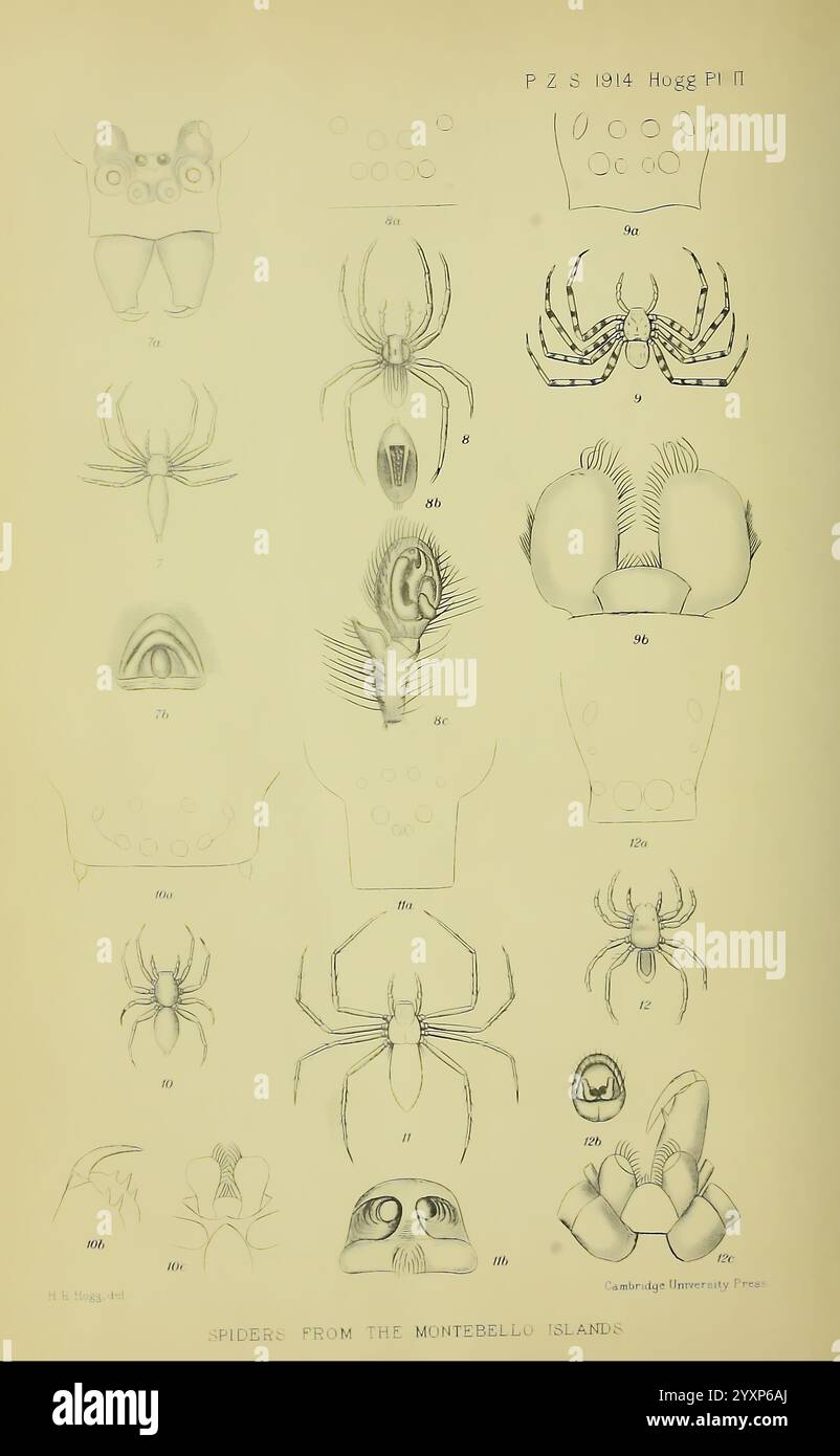 Various anatomical diagrams detailing hi-res stock photography and ...