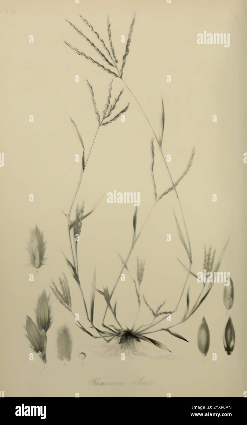 Leaf structures labeled hi-res stock photography and images - Alamy