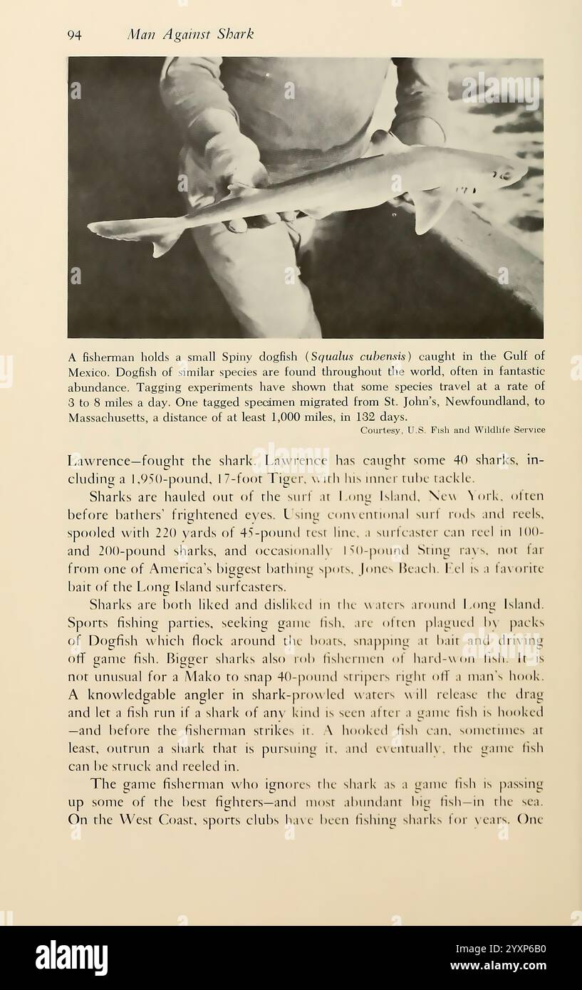 Squalus cubensis hi-res stock photography and images - Alamy