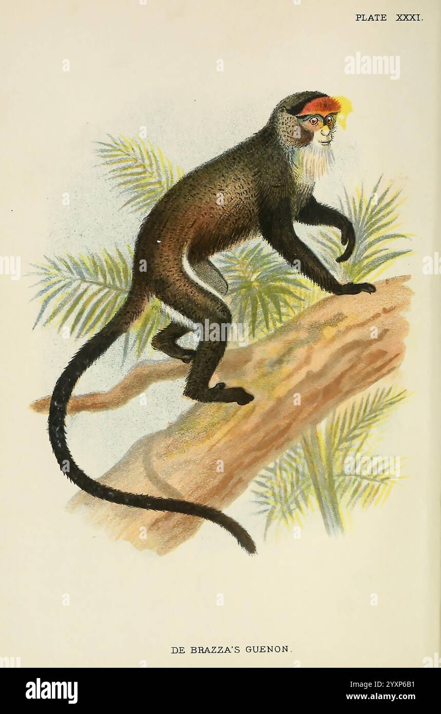 Primates distinct facial markings hi-res stock photography and images ...
