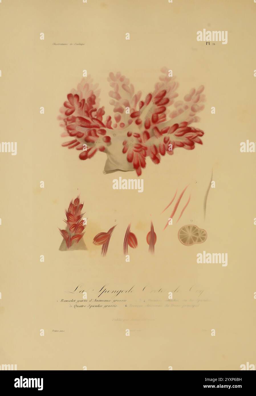 Illustrating different sponge types hi-res stock photography and images ...