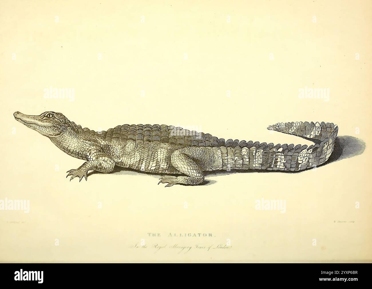 Alligators scaly texture hi-res stock photography and images - Alamy