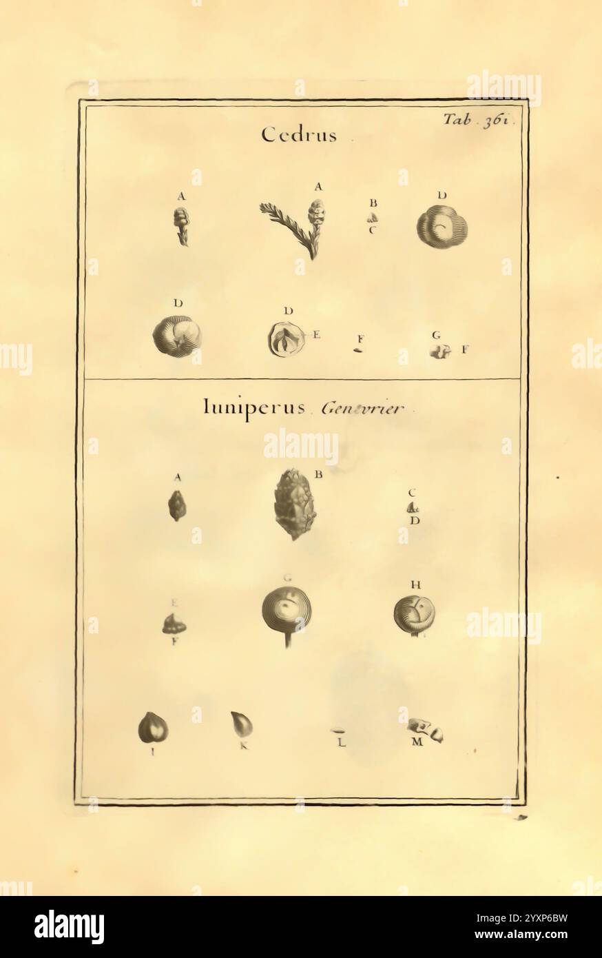 Botanical illustration juniper hi-res stock photography and images - Alamy