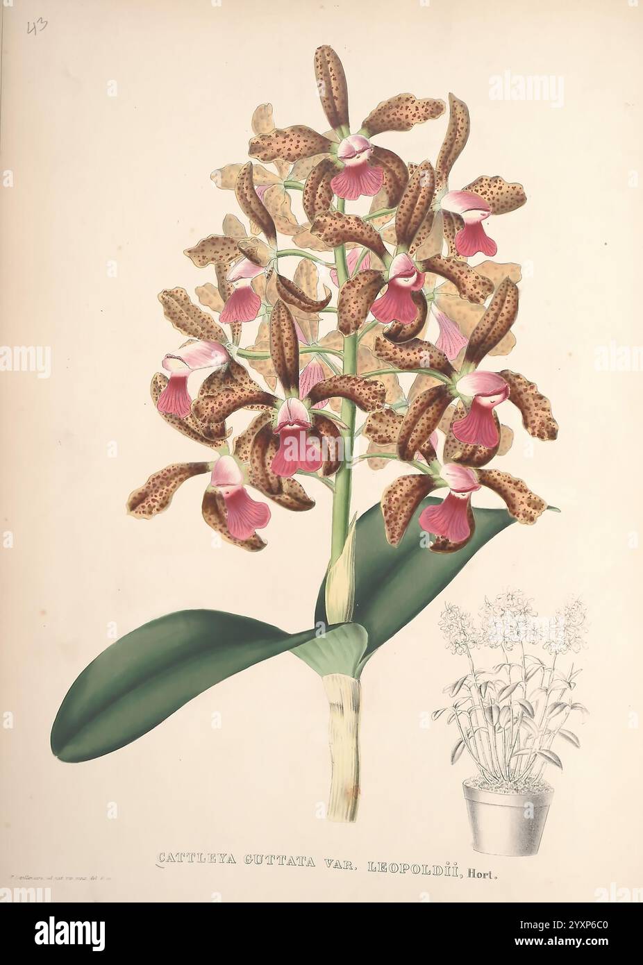 Cattleyas orchid species hi-res stock photography and images - Alamy