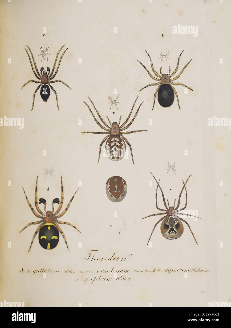 Identifying key physical characteristics hi-res stock photography and ...