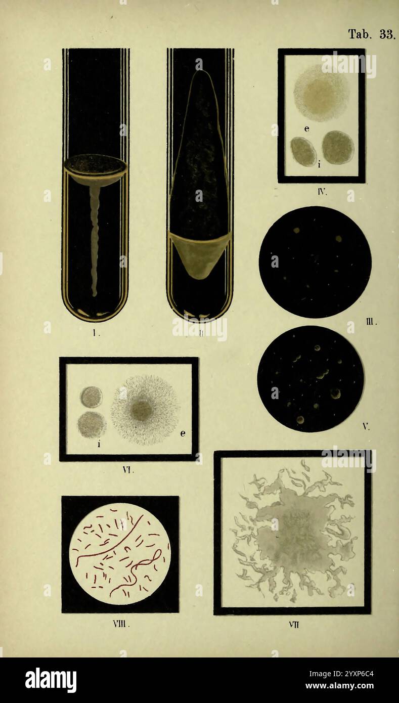 Atlas, and, essentials, of, bacteriology, New York, 1897, bacteria ...