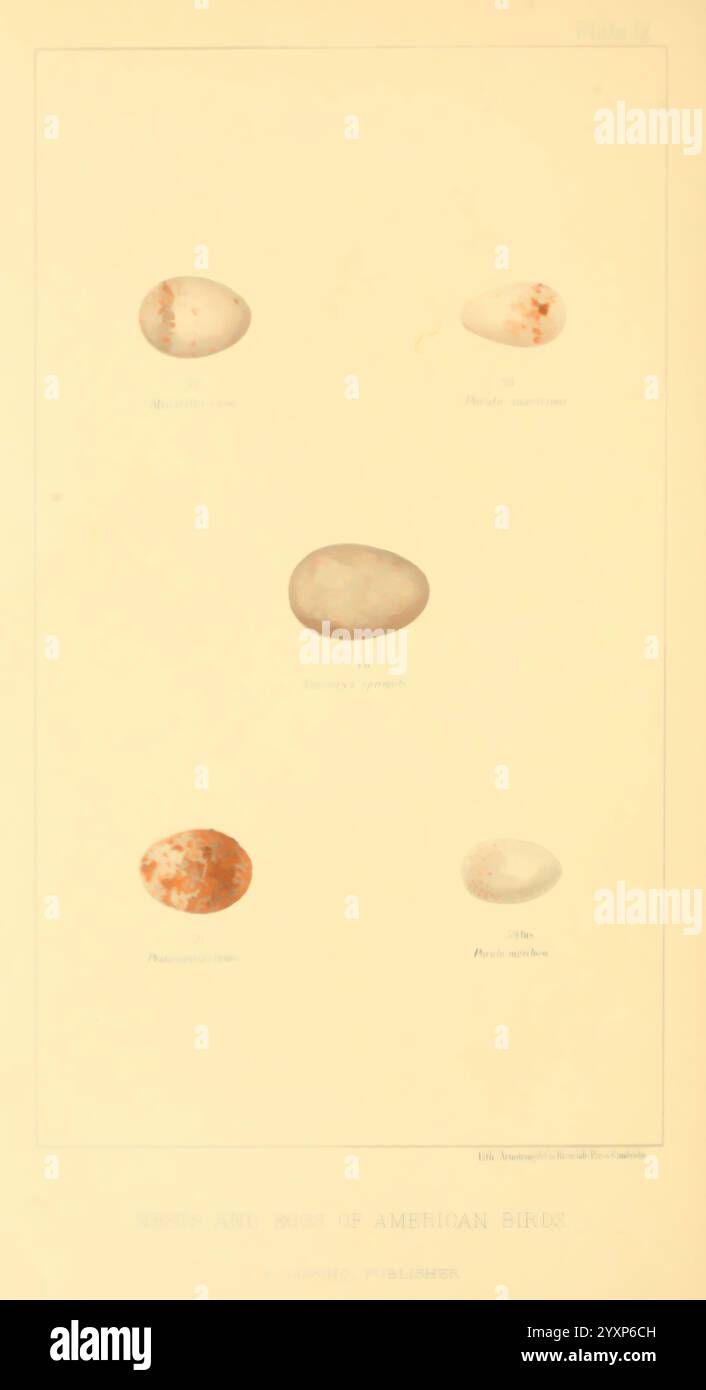 Common identification numbers hi-res stock photography and images - Alamy